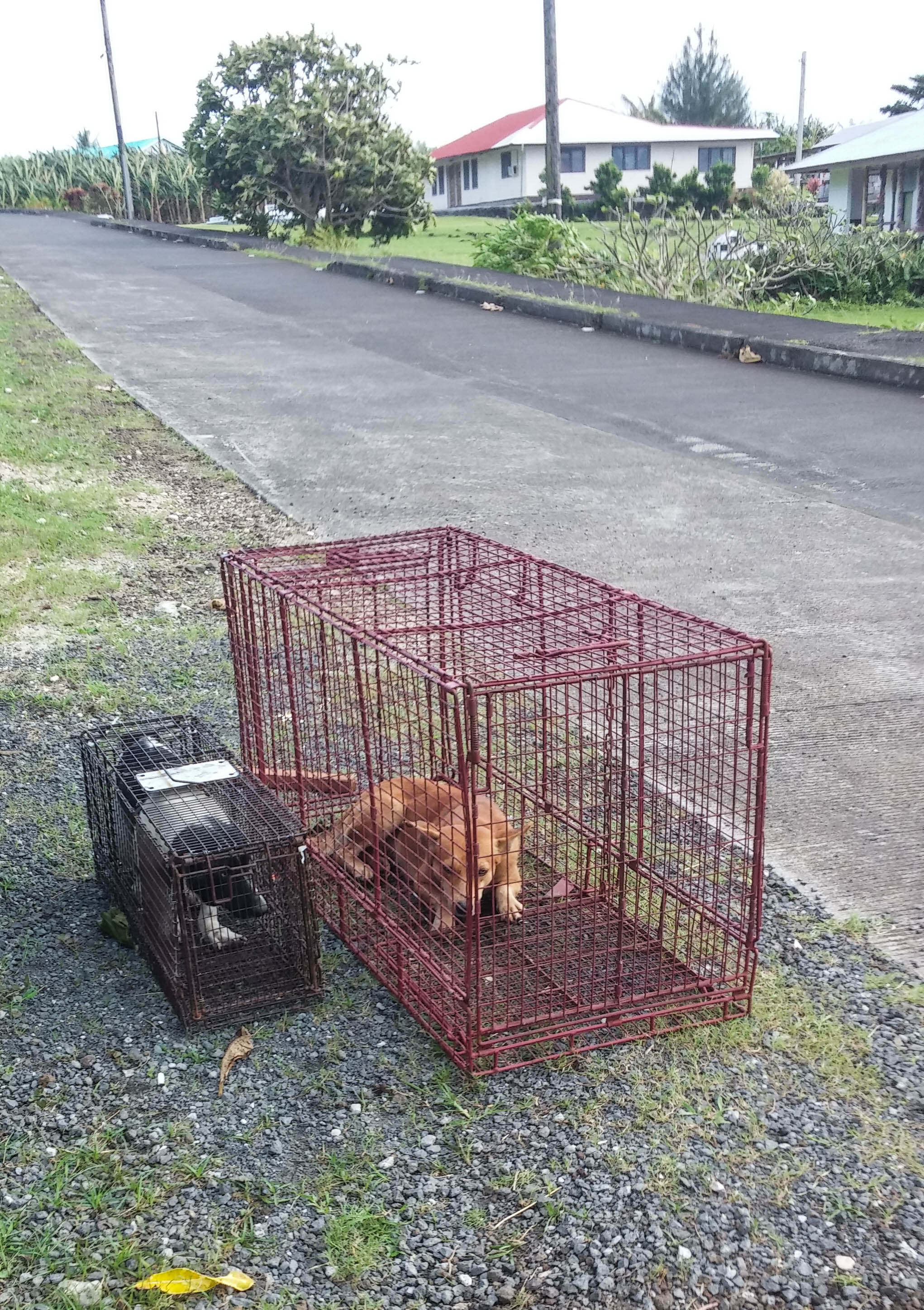Veterinary Clinics on Manu’a ~ American Samoa ~ Faleasao Village | (mis ...