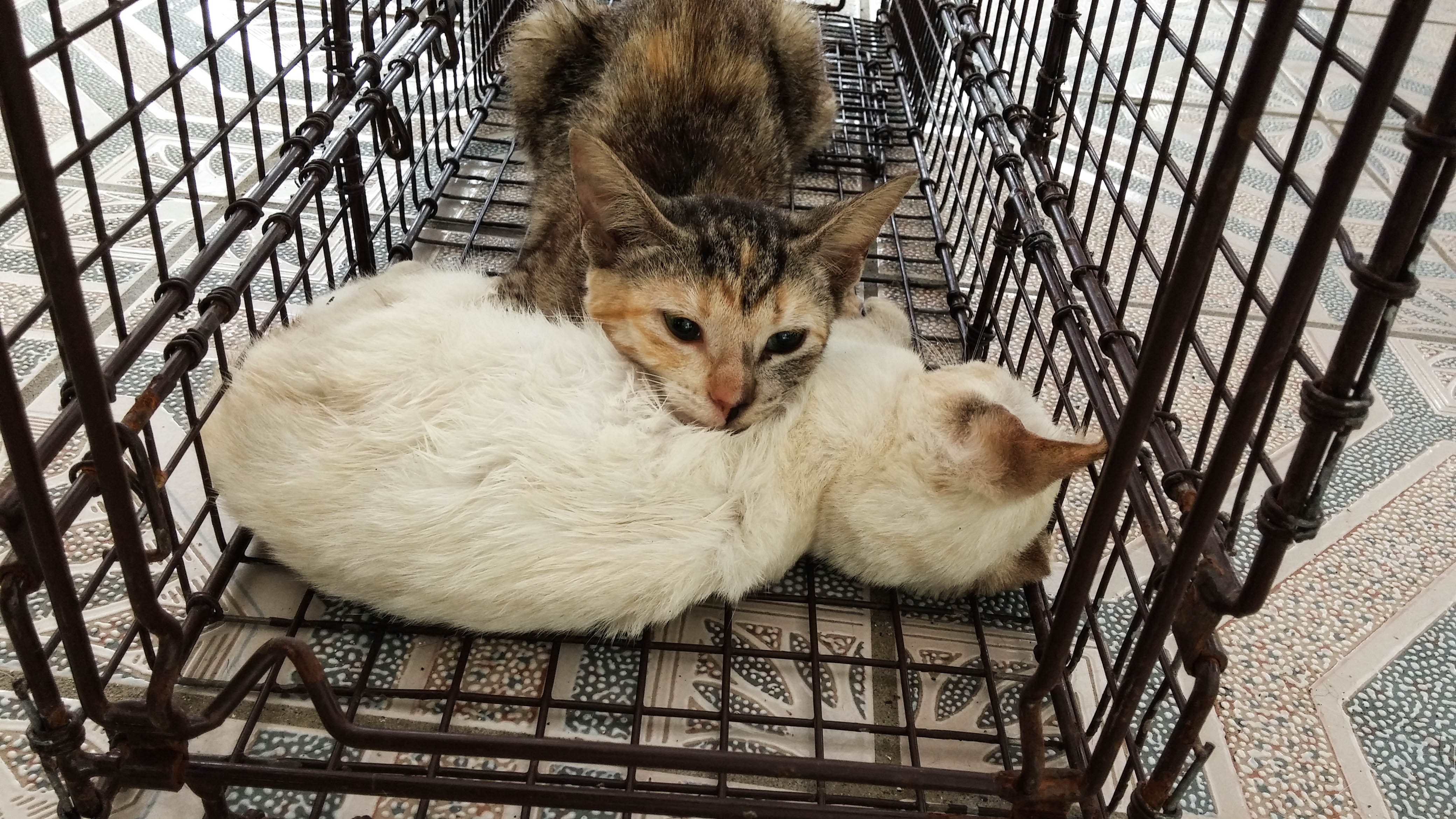 Veterinary Clinics on Manu’a ~ American Samoa ~ Faleasao Village | (mis ...