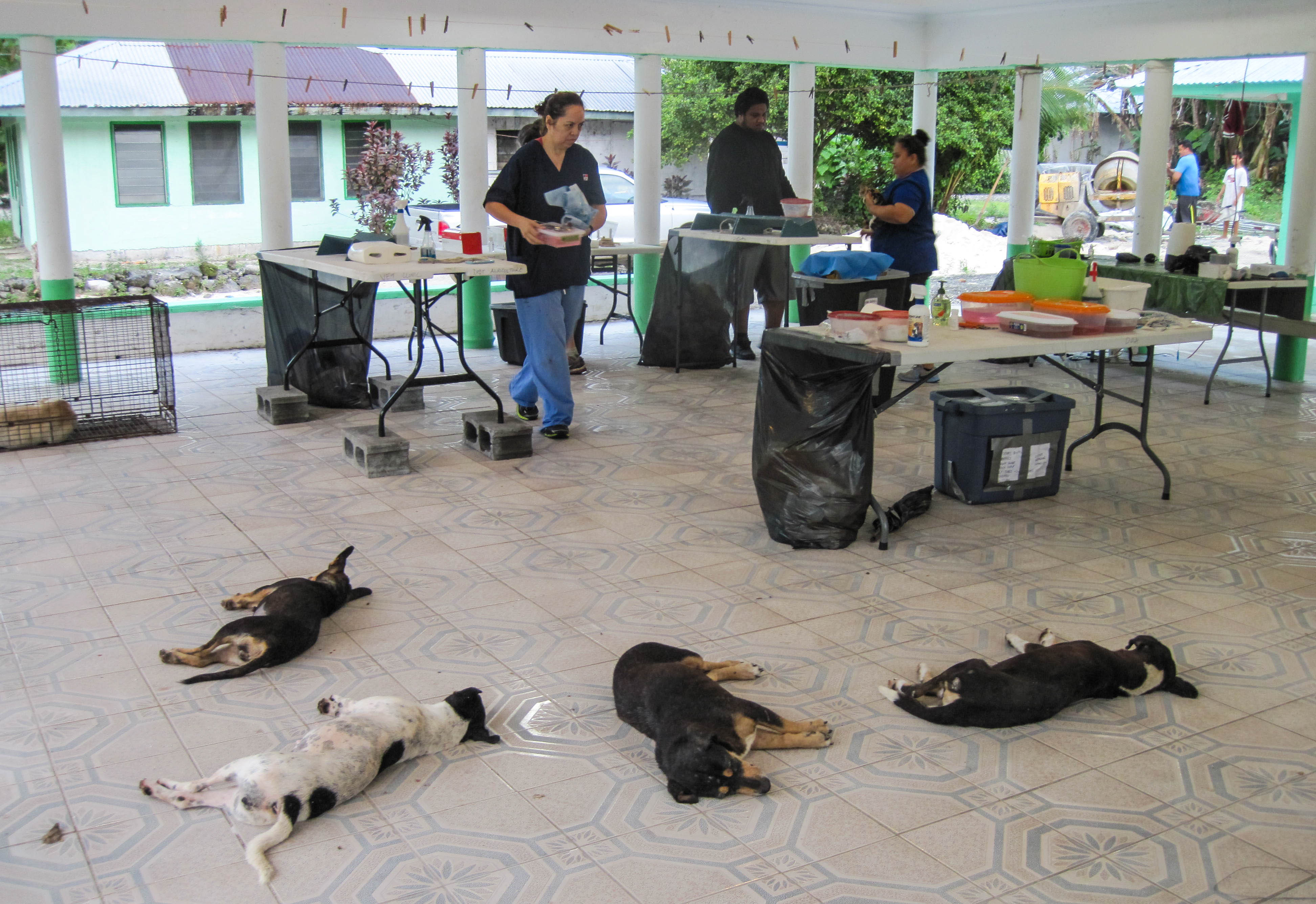 Veterinary Clinics on Manu’a ~ American Samoa ~ Faleasao Village | (mis ...