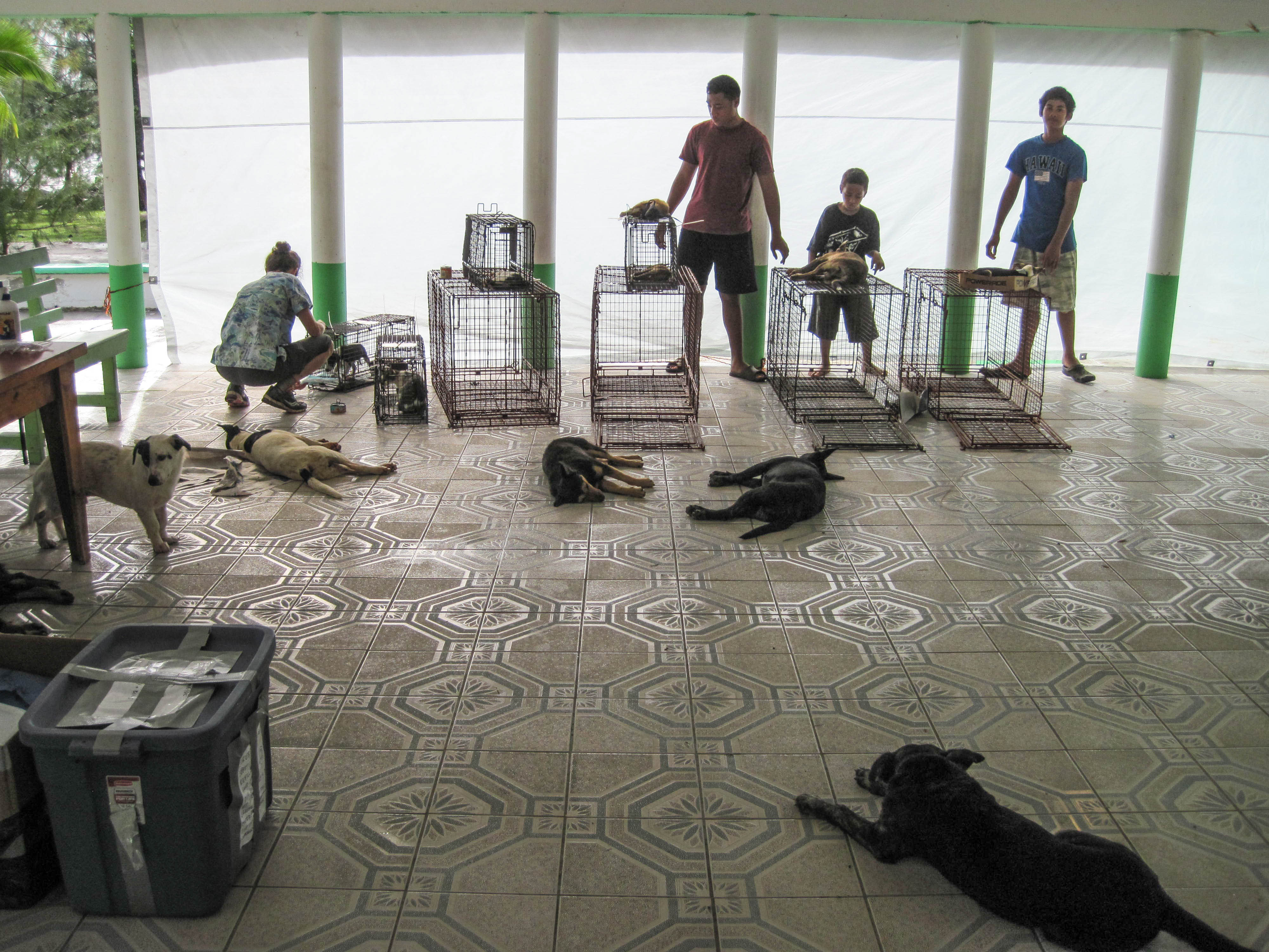 Veterinary Clinics on Manu’a ~ American Samoa ~ Faleasao Village | (mis ...